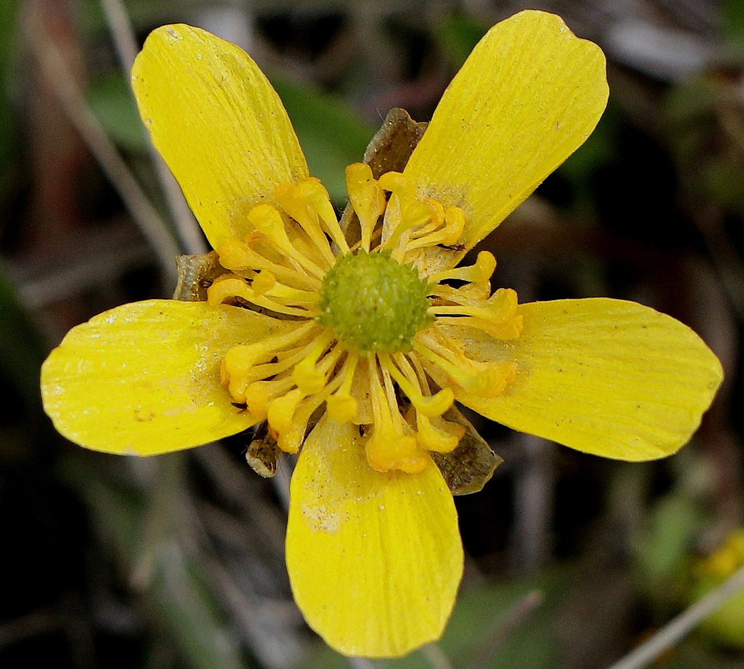 March Mellow Yellows - Wildflower Journal