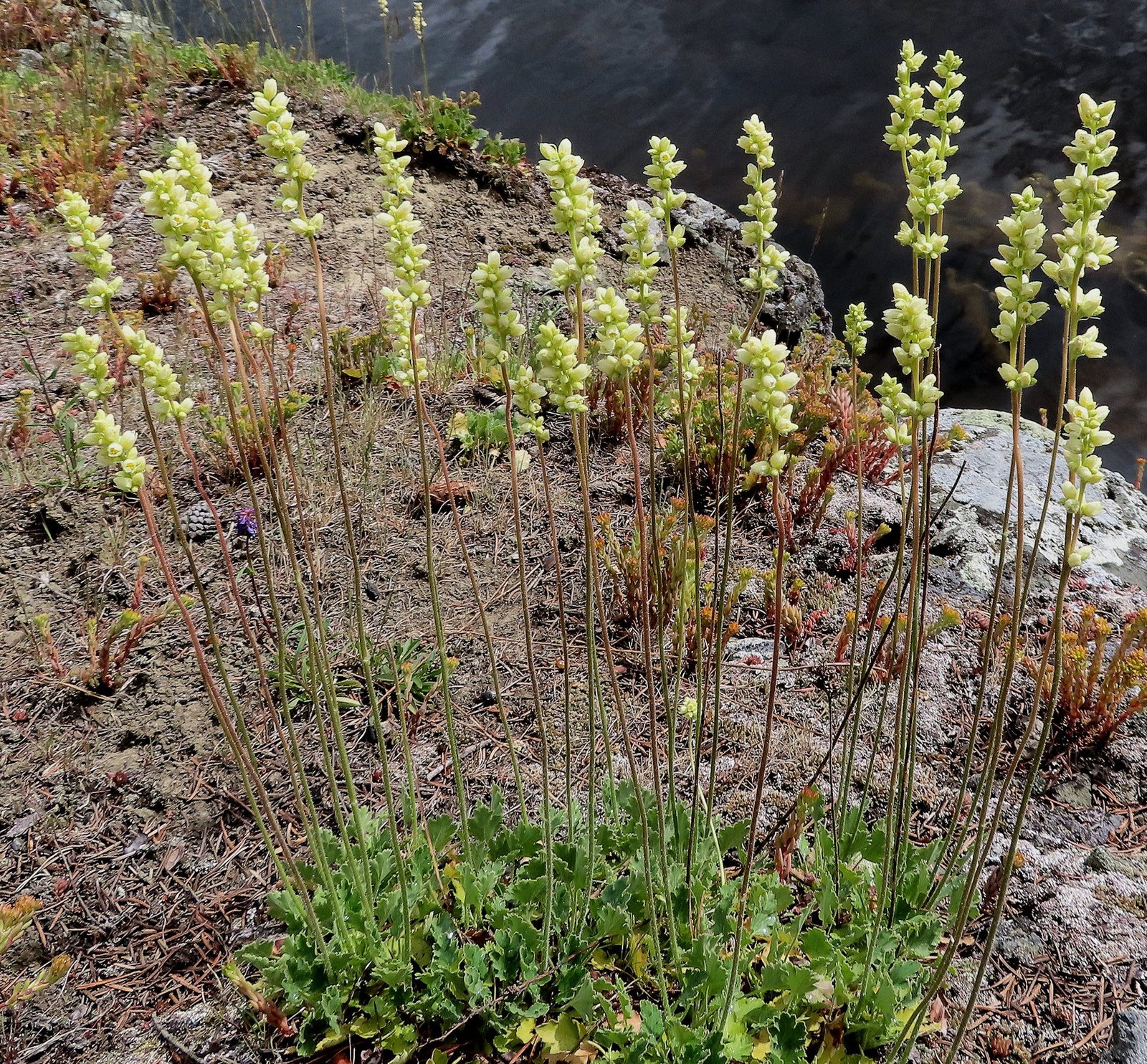 Alumroot - Wildflower Journal