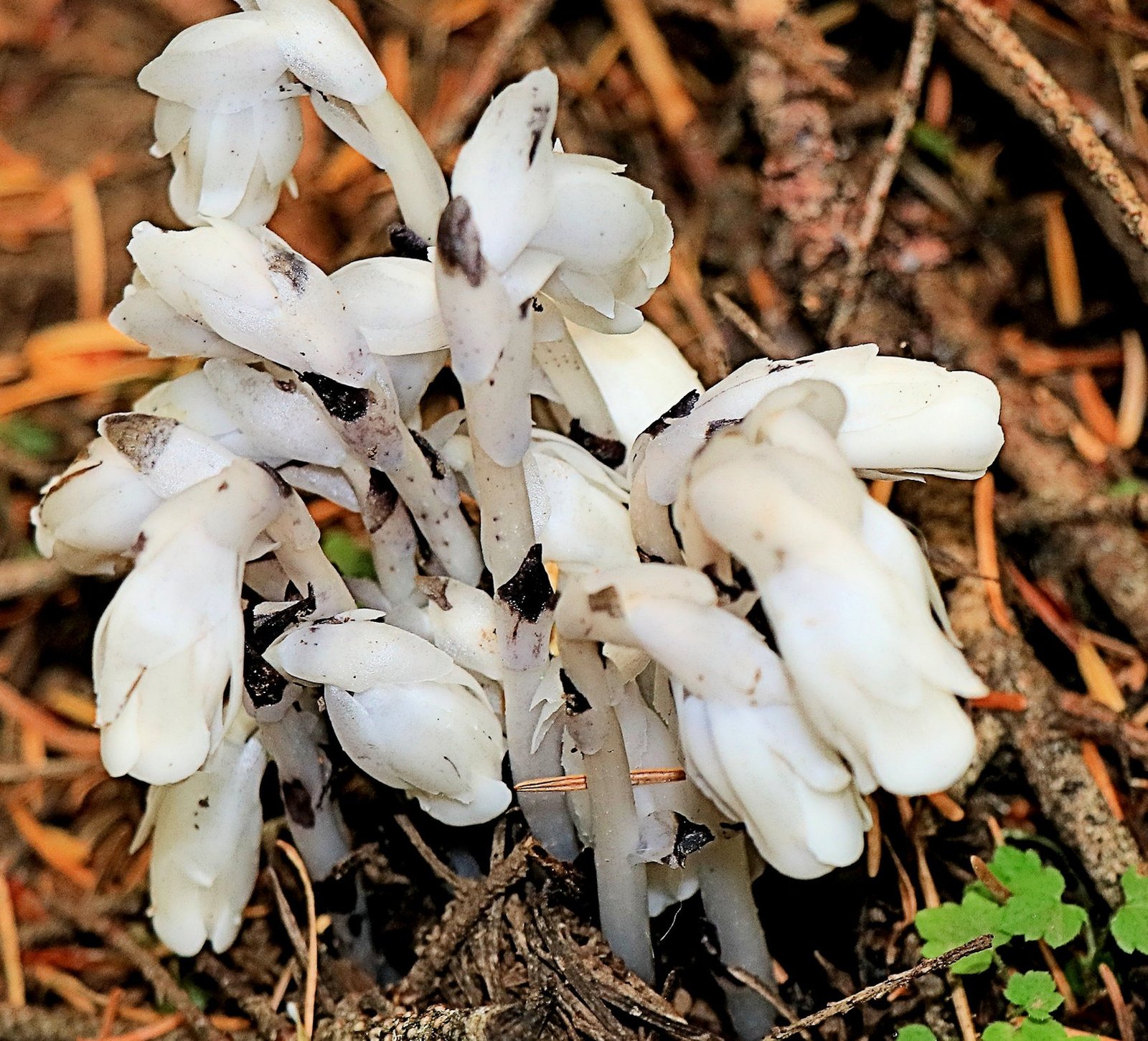 Ghost Flower - Wildflower Journal