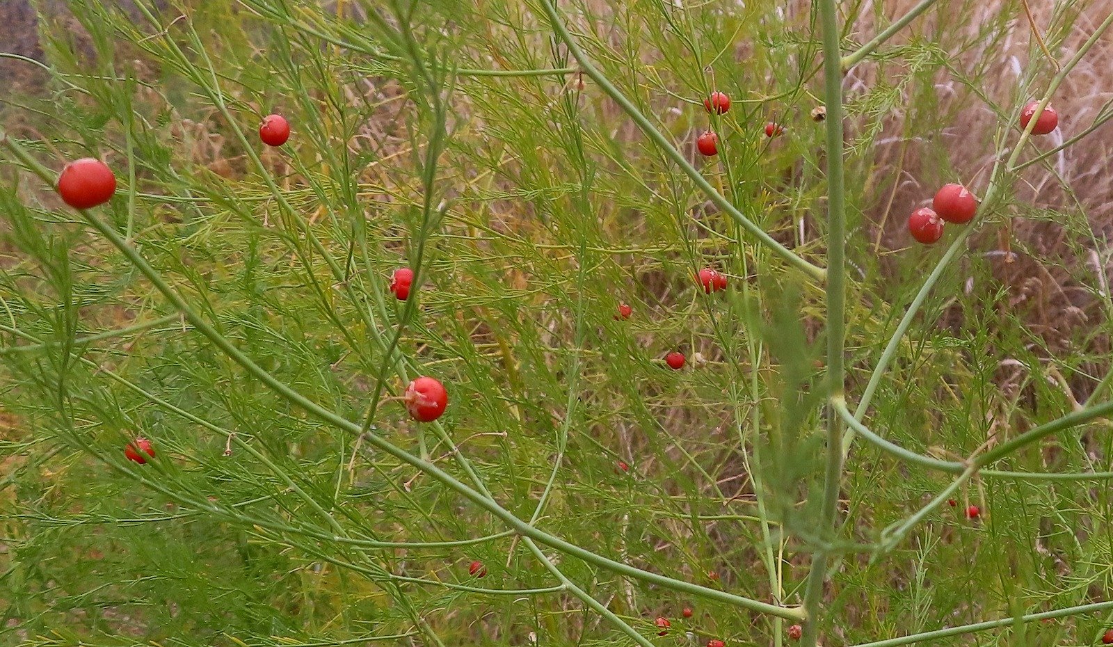 Wild Asparagus Hunt - Wildflower Journal